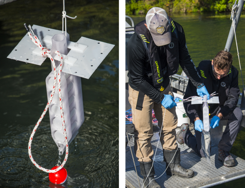 Sediment Porewater Dialysis Passive Samplers for Inorganics (Peepers ...